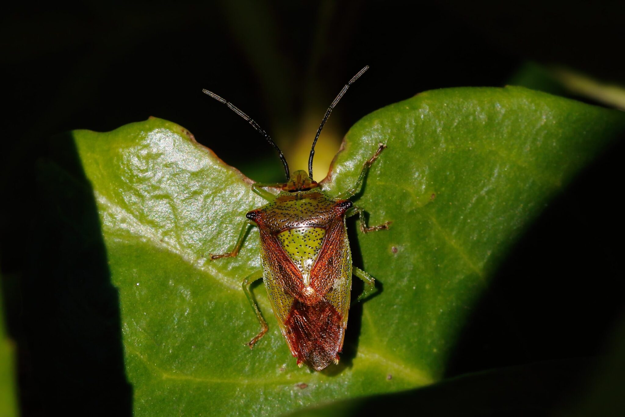 Identifying Invertebrates - Natural History Society of Northumbria