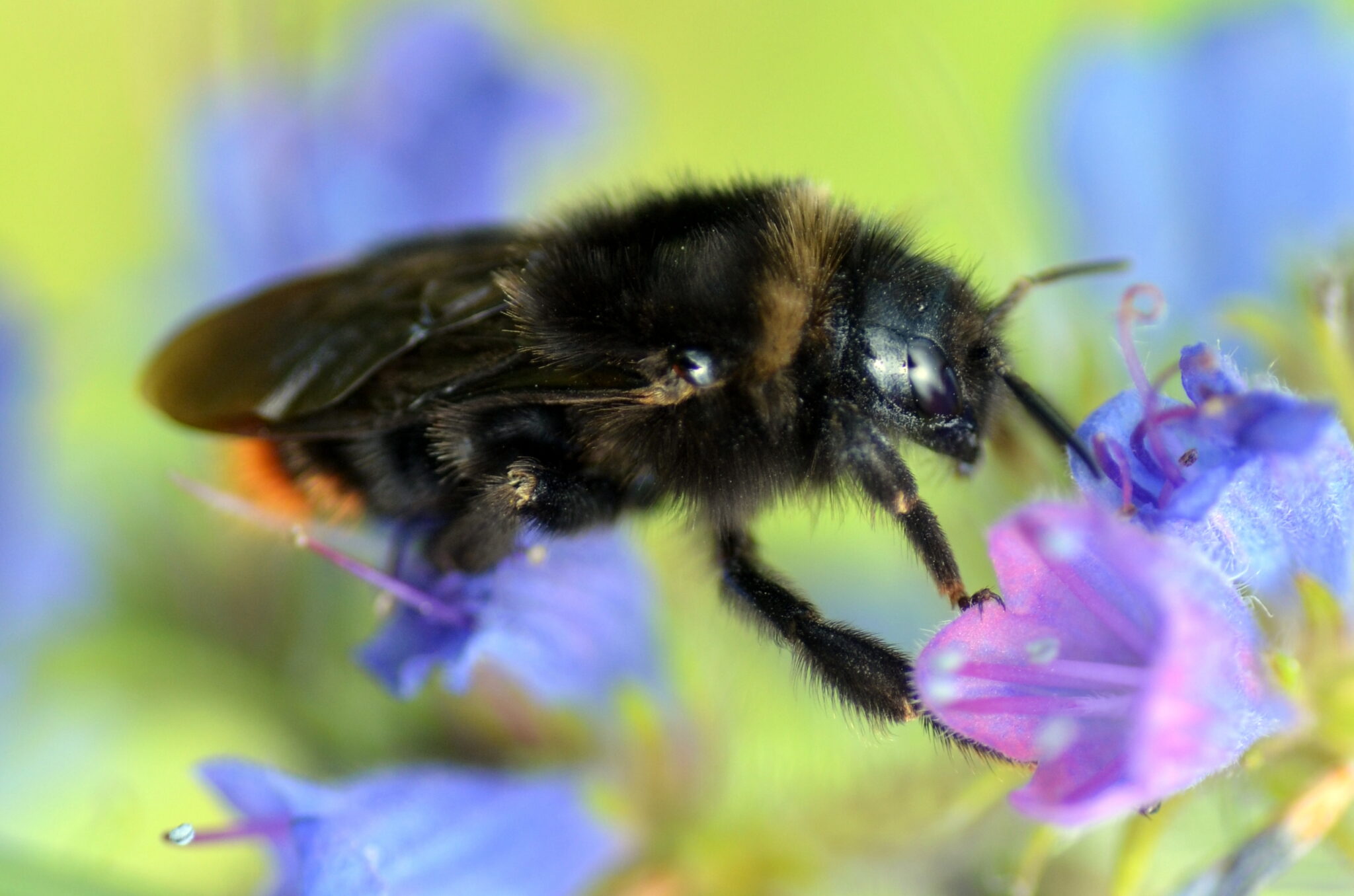 Introducing the Red-tailed Bumblebee - Natural History Society of ...