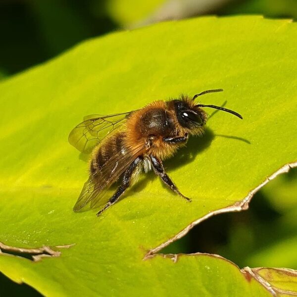 A closer look at three spring mining bees - Natural History Society of ...