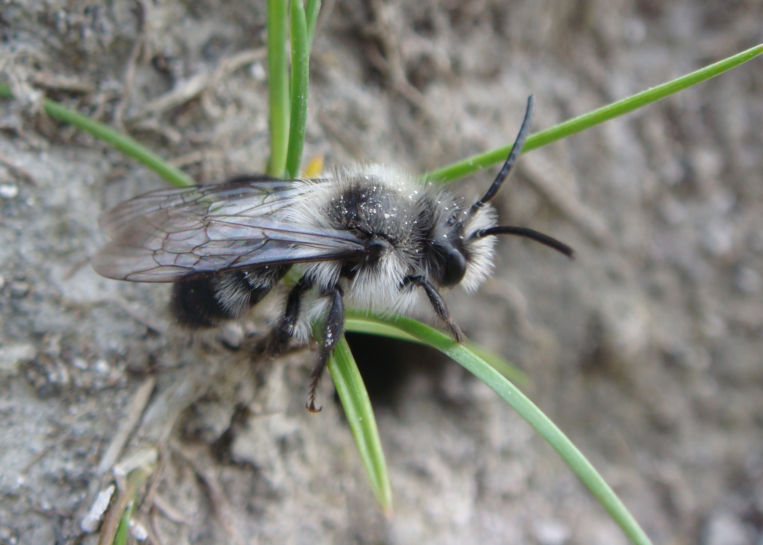 Introducing the Ashy Mining Bee - Natural History Society of Northumbria