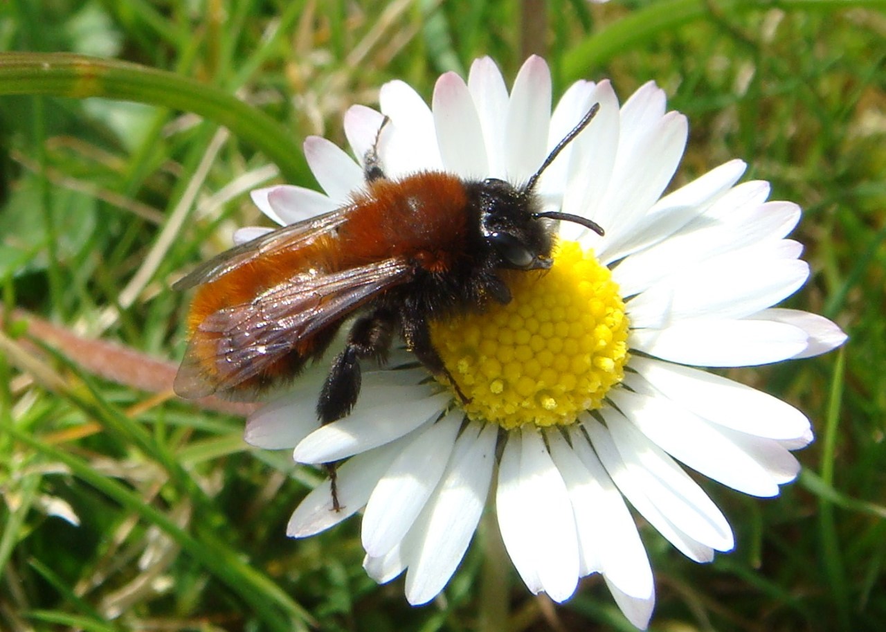 Introducing the Tawny Mining Bee - Natural History Society of Northumbria