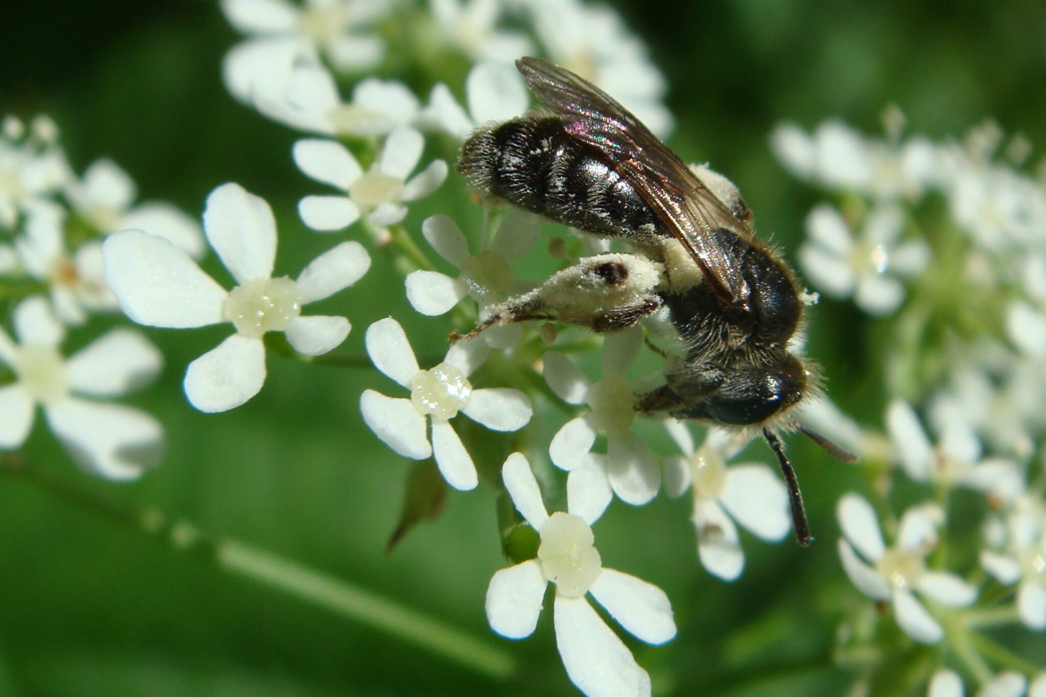 The Smallest Bees of North East England - Natural History Society of ...