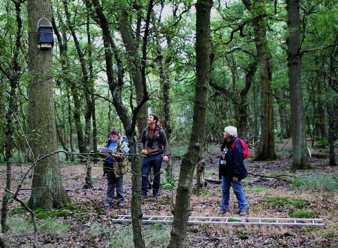 A welcome boost for bats at Gosforth Park Nature Reserve - Natural ...