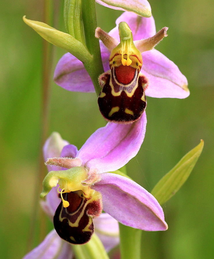 Bee Orchid - Natural History Society of Northumbria