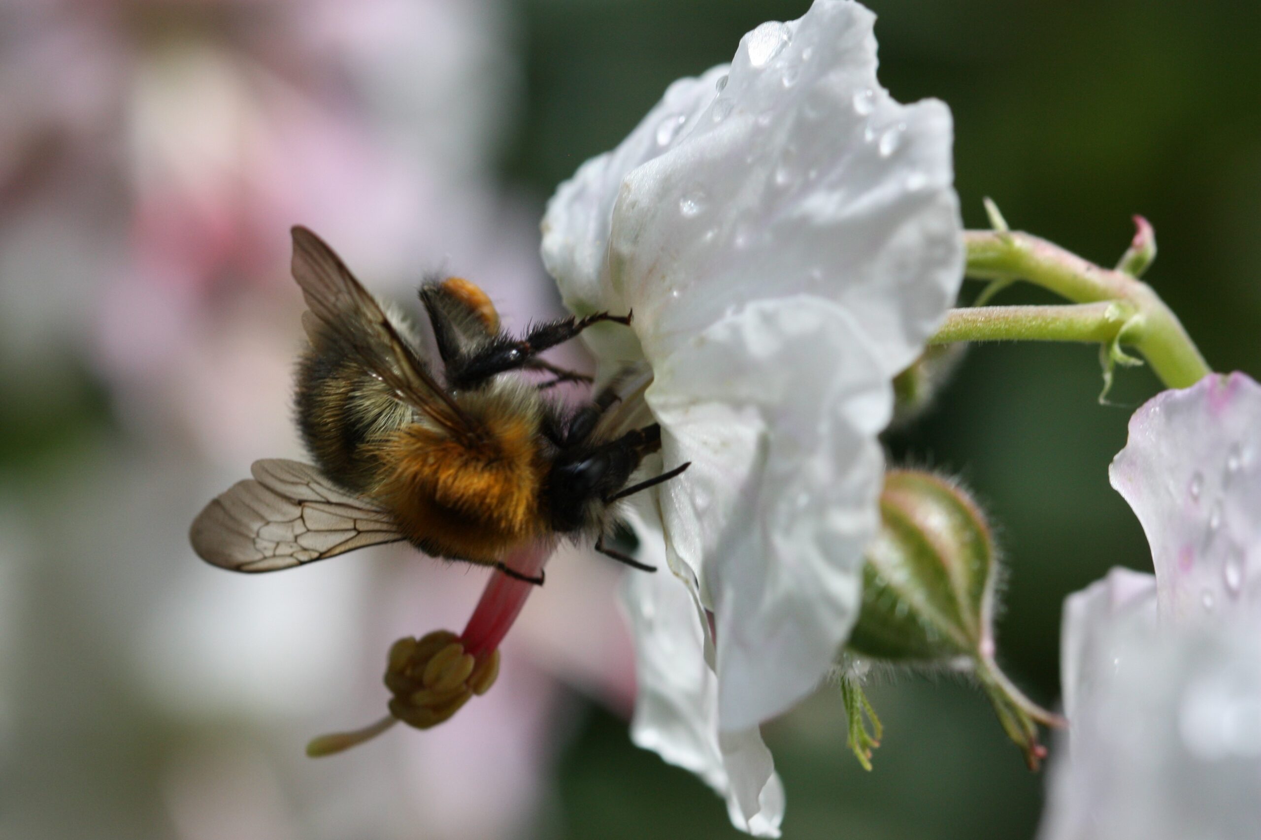 Online talk: How will climate change affect insect pollinators ...