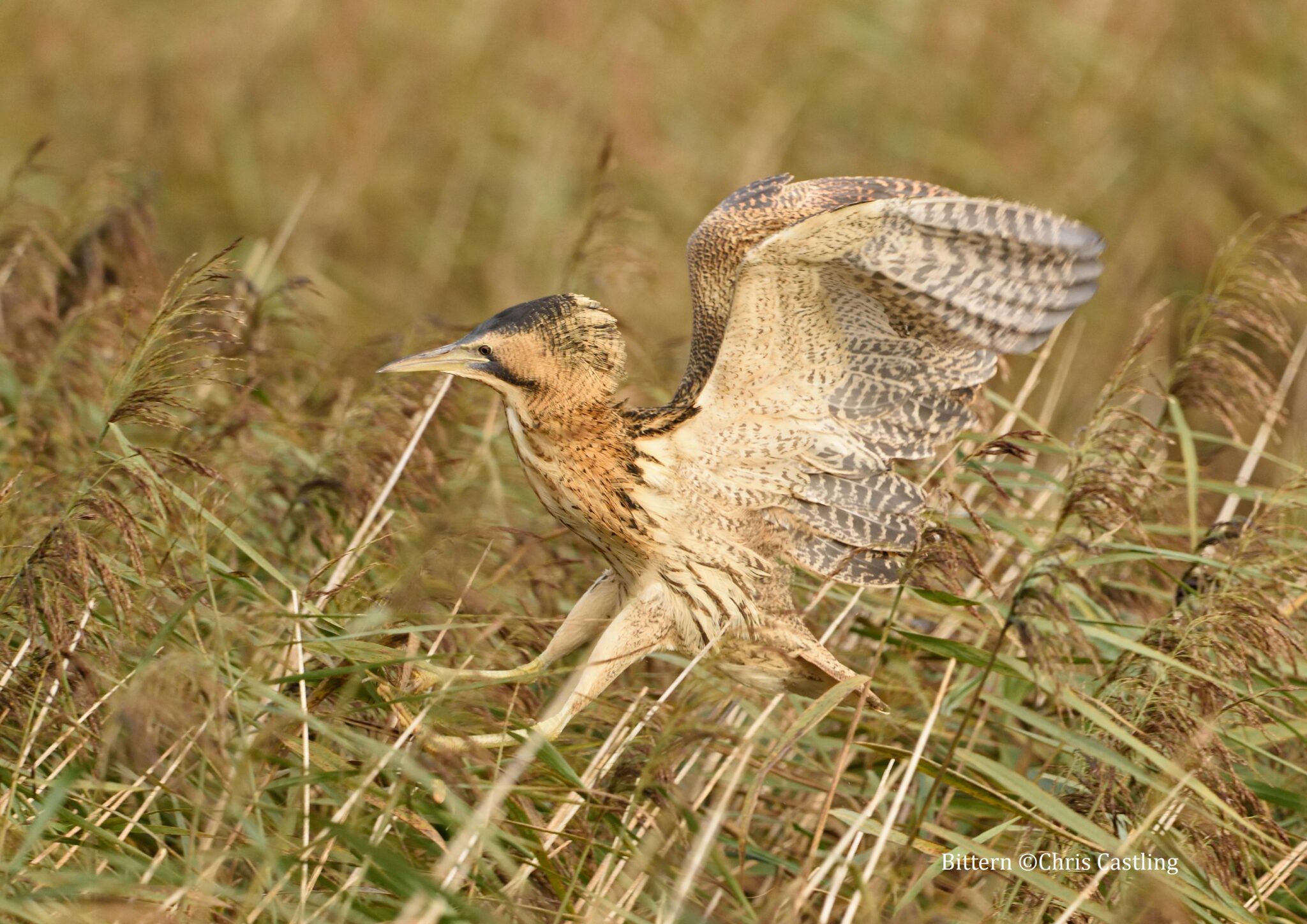 Natural History Society of Northumbria (NHSN) - Inspiring Wonder in the ...