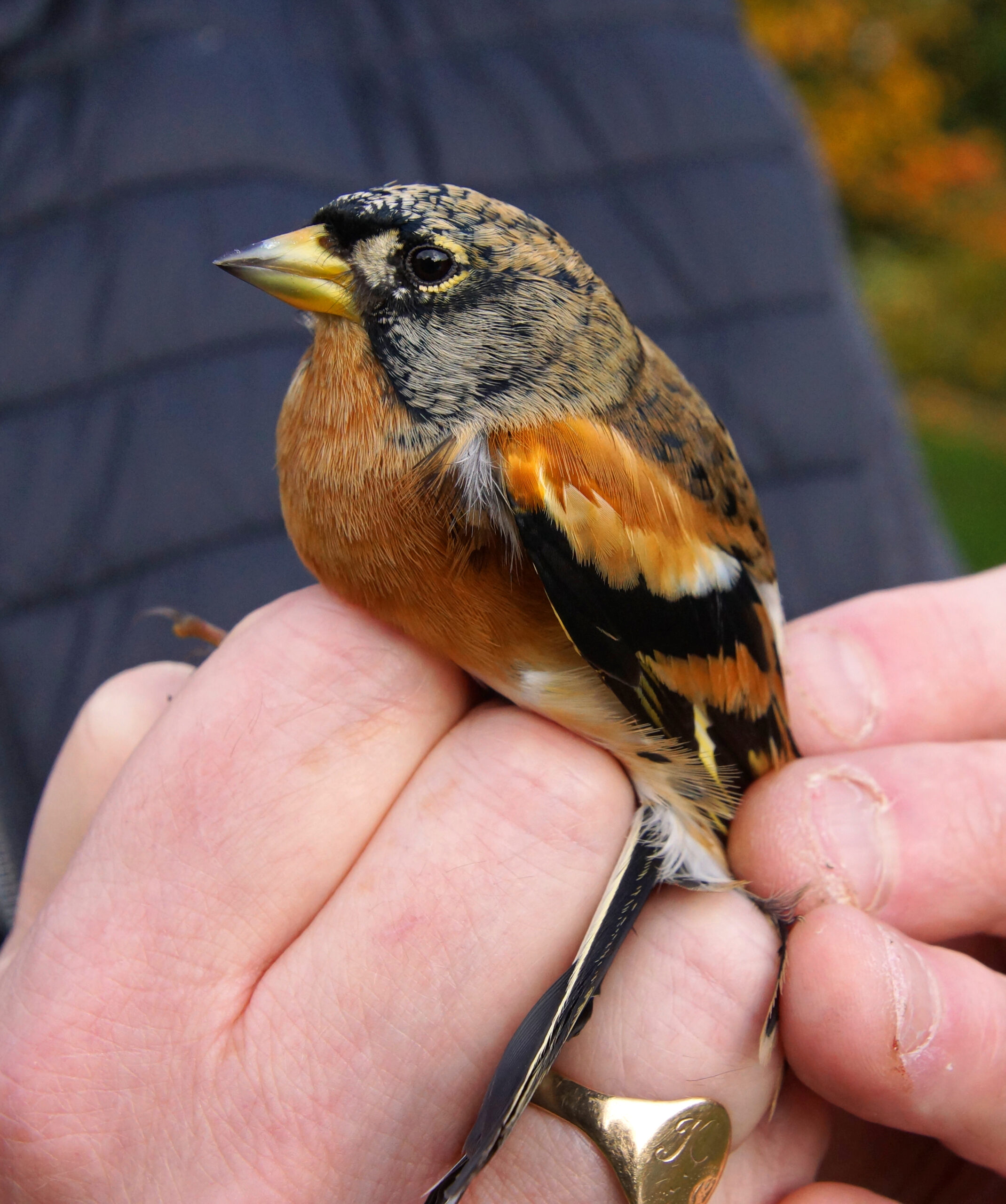 Bird Ringing - Natural History Society of Northumbria