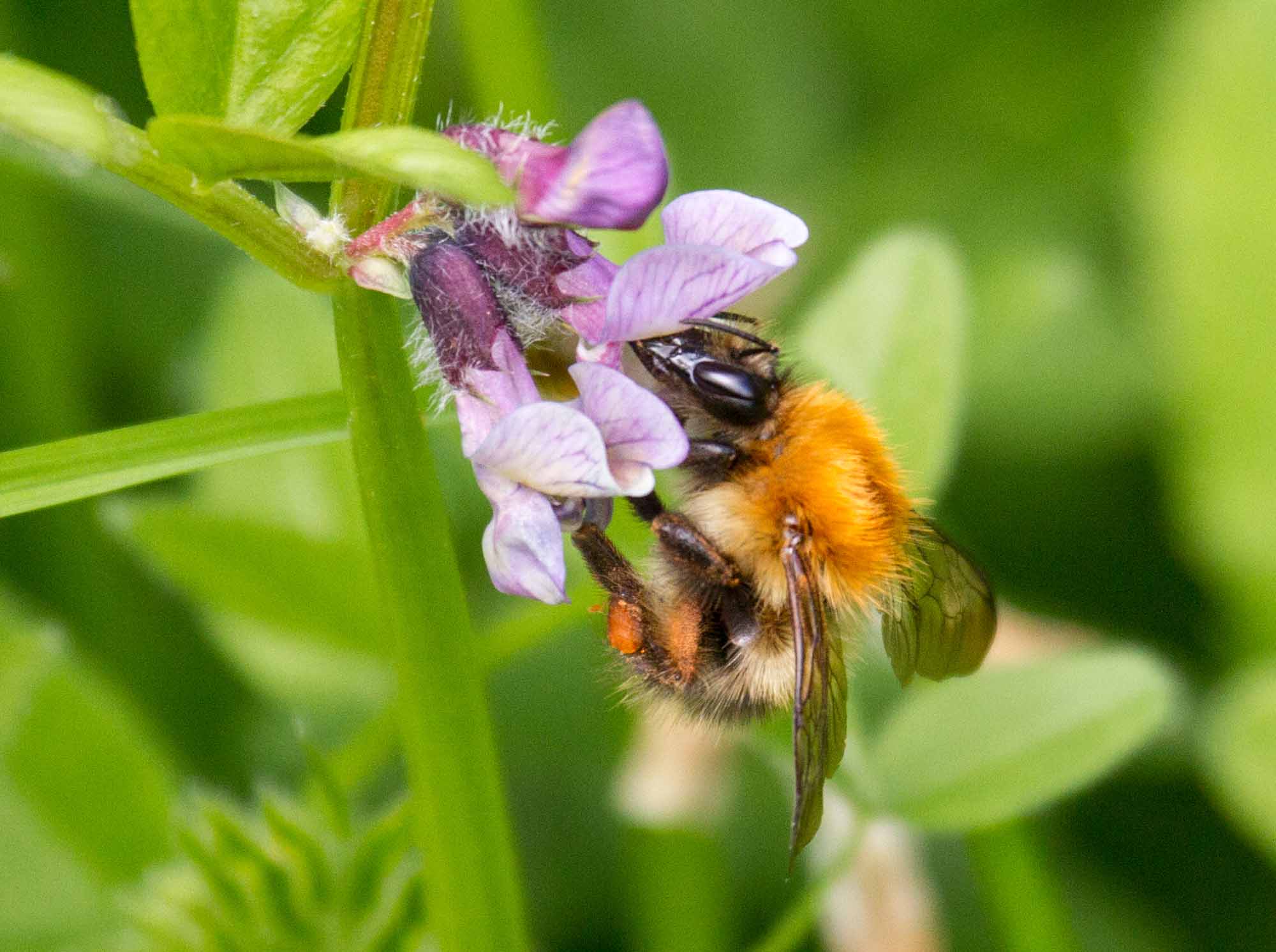 Common Carder Bee - Natural History Society of Northumbria