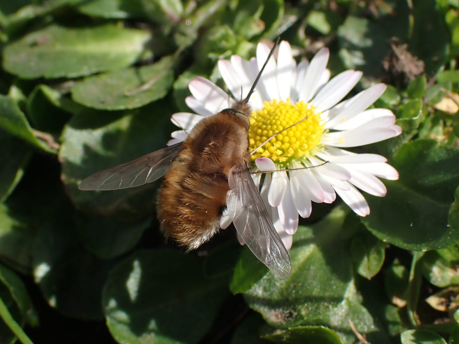 Discover the Dark-edged Bee-fly - Natural History Society of Northumbria
