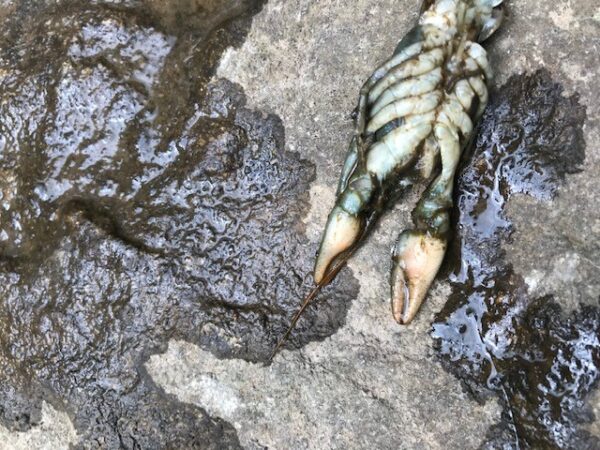 Crayfish Plague confirmed on the River Leven - Natural History Society ...