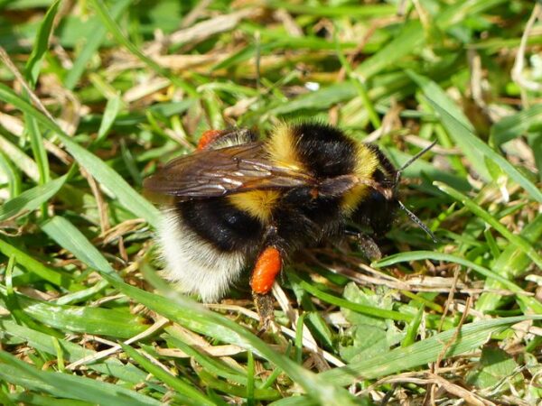 White-tailed Bumblebee - Natural History Society of Northumbria