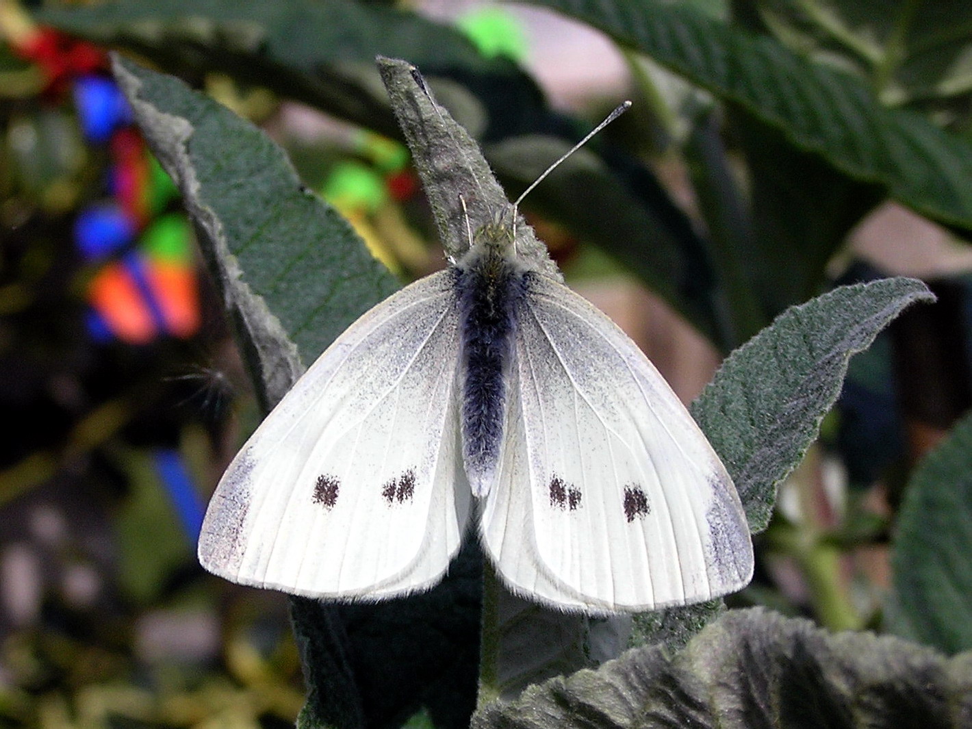A Beginners Guide to ‘White’ butterflies - Natural History Society of ...