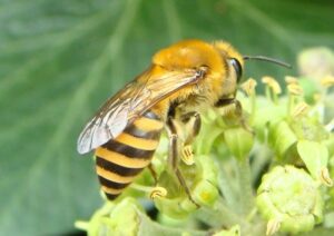 The Rare Bees of North East England - Natural History Society of ...