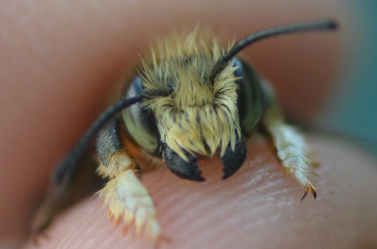 Discover Leafcutter Bees - Natural History Society of Northumbria