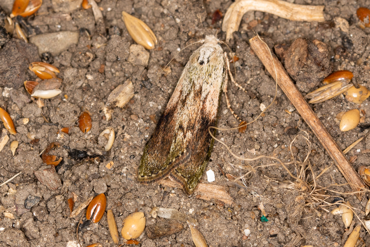 The Amazing World of the Bee Moth - Natural History Society of Northumbria