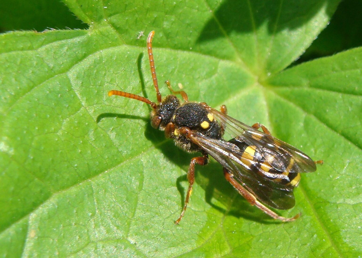 A Short Guide to Solitary Bees - Natural History Society of Northumbria
