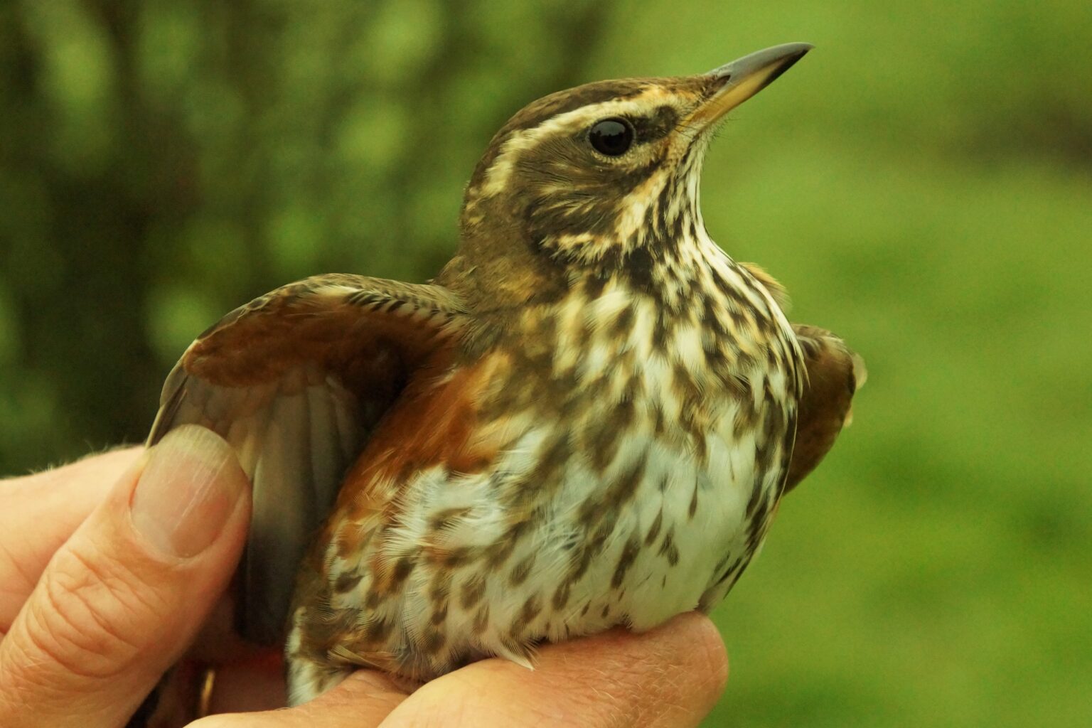 Bird Ringing - Natural History Society of Northumbria
