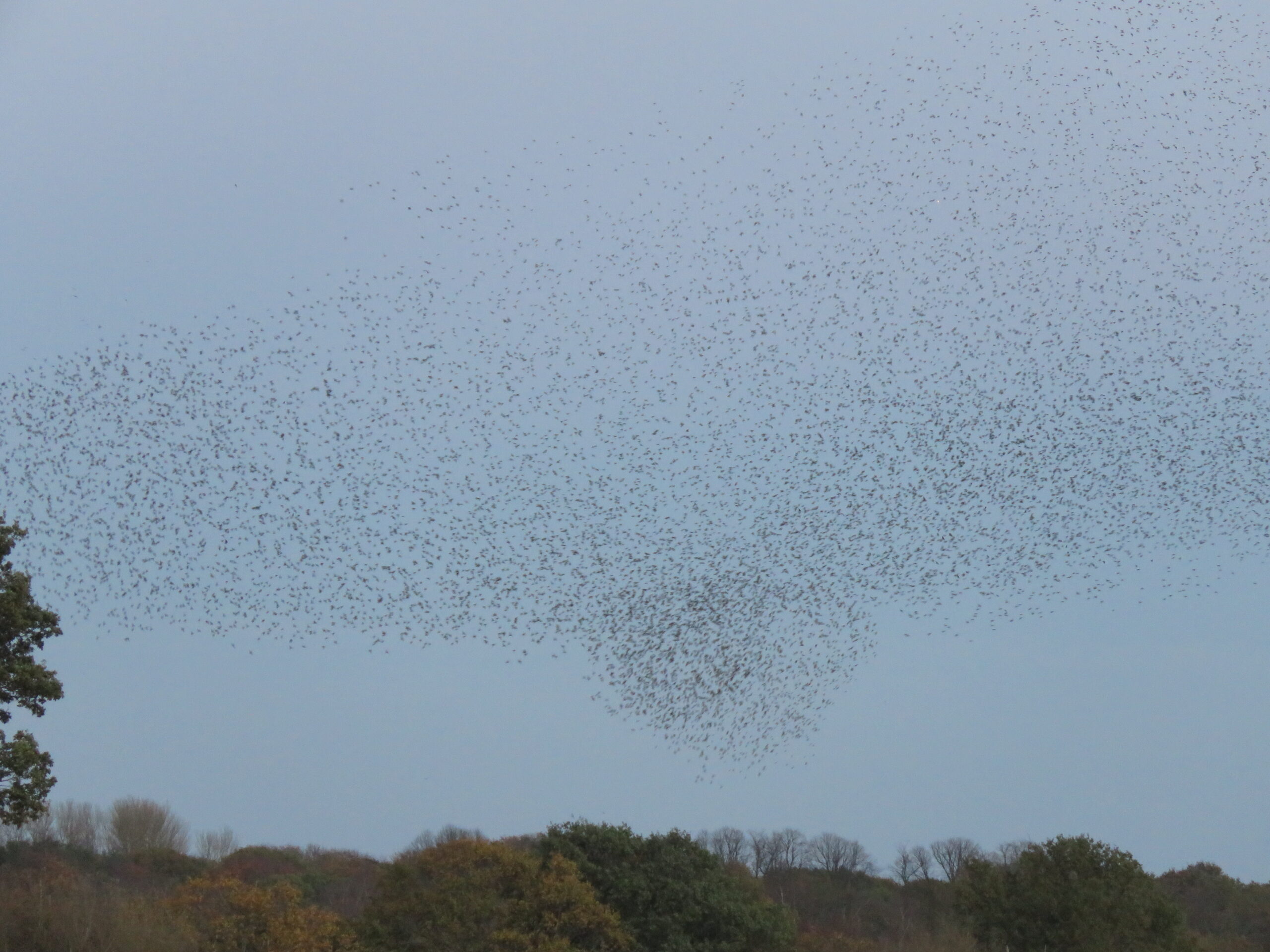 Starlings, a poem by Terry Astley - Natural History Society of Northumbria