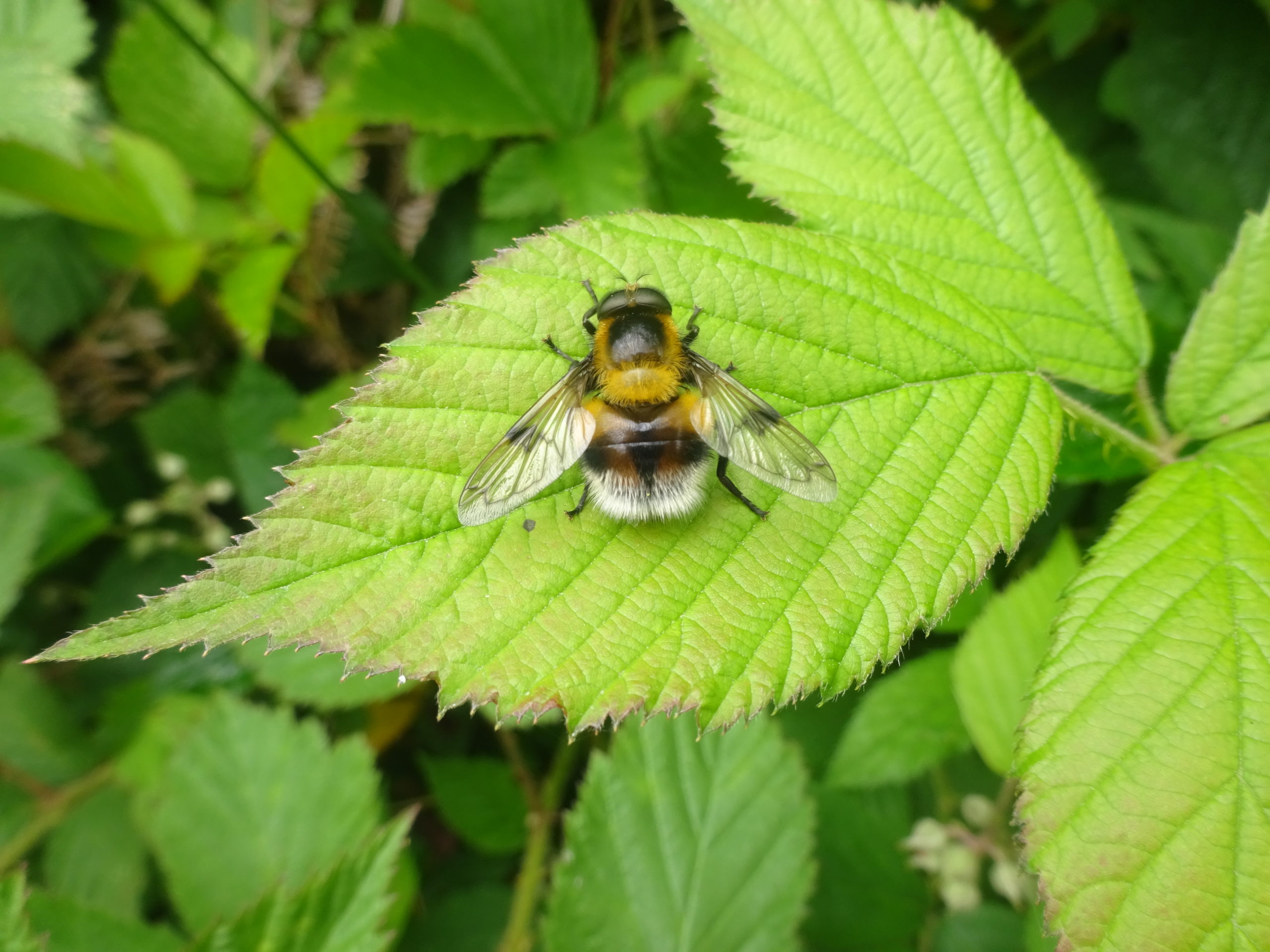 Five bee mimics you might encounter in the North East - Natural History ...