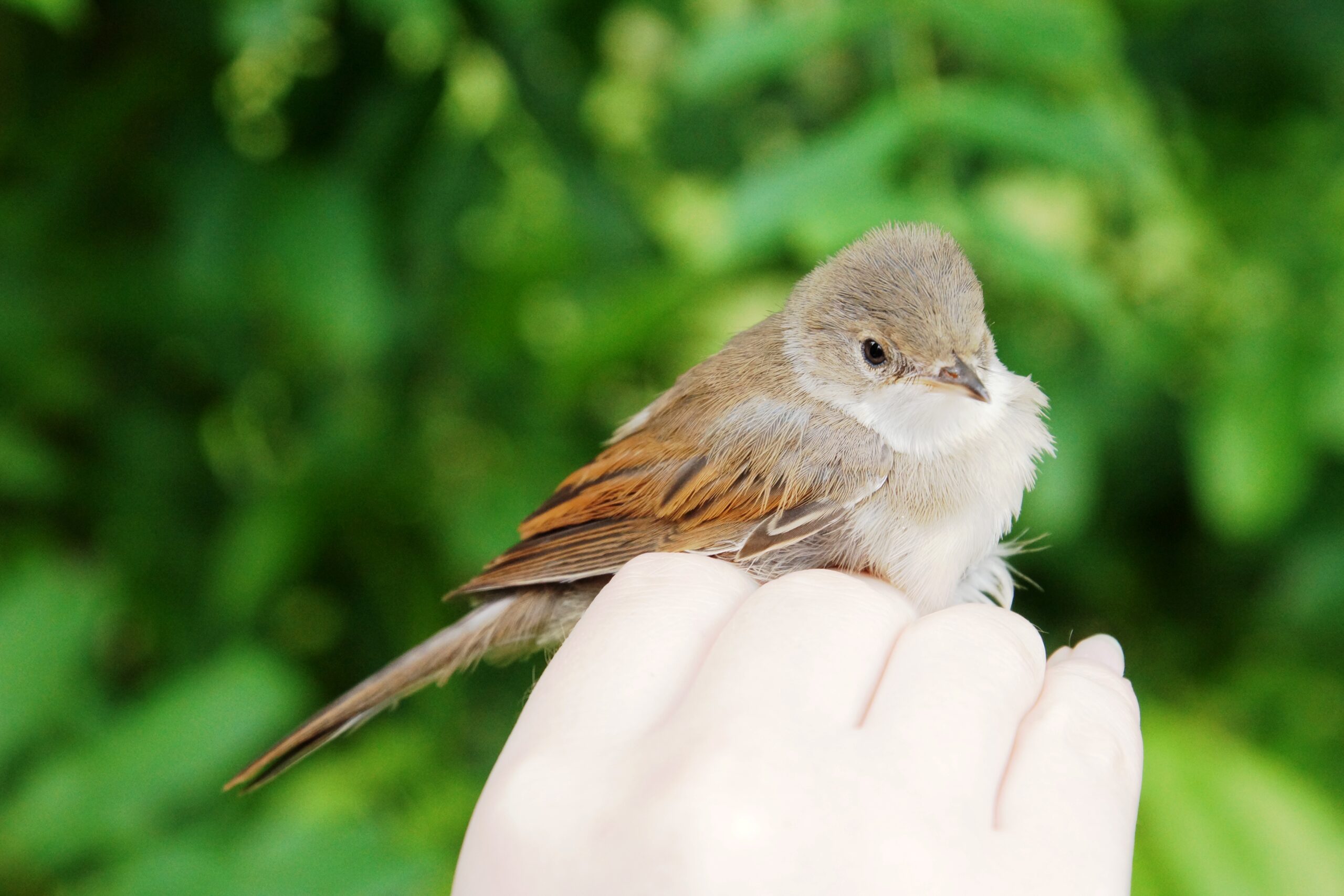 A Ringers Year: August 2018 - Natural History Society of Northumbria