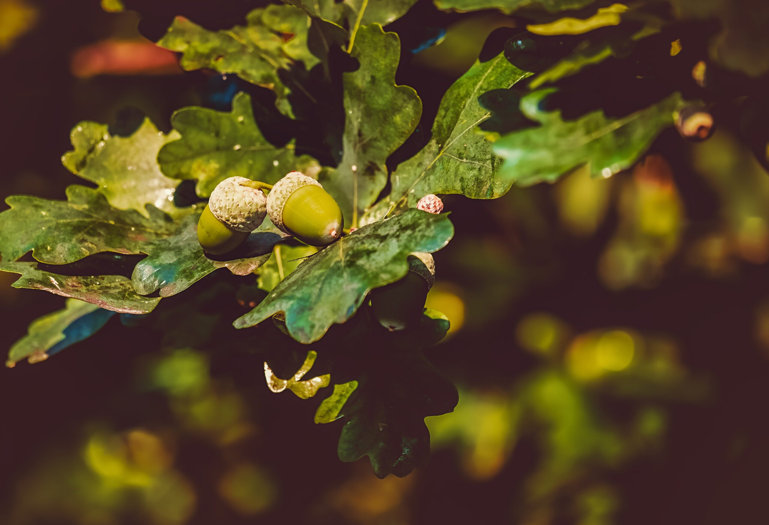 Abundant acorns on the forest floor - is 2020 a mast year? - Natural ...