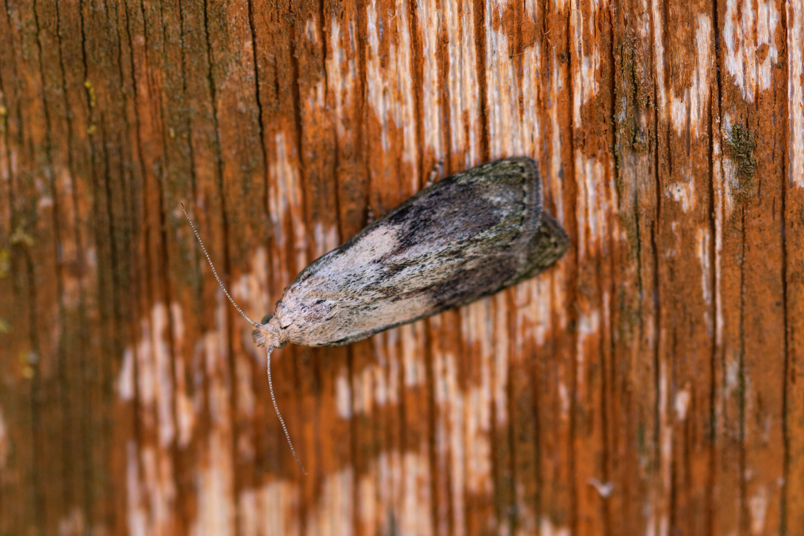 The Amazing World of the Bee Moth - Natural History Society of Northumbria