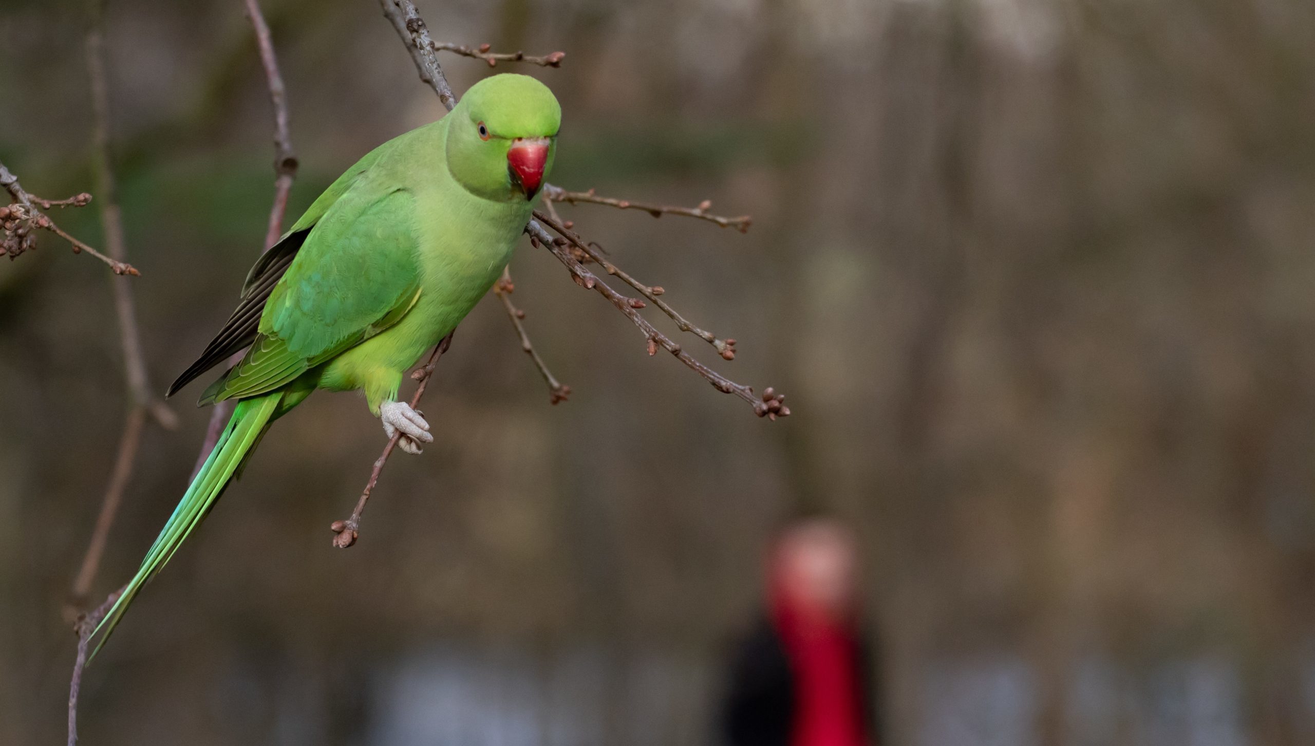 Online Library: Ring-necked Parakeets in North East England - Natural ...