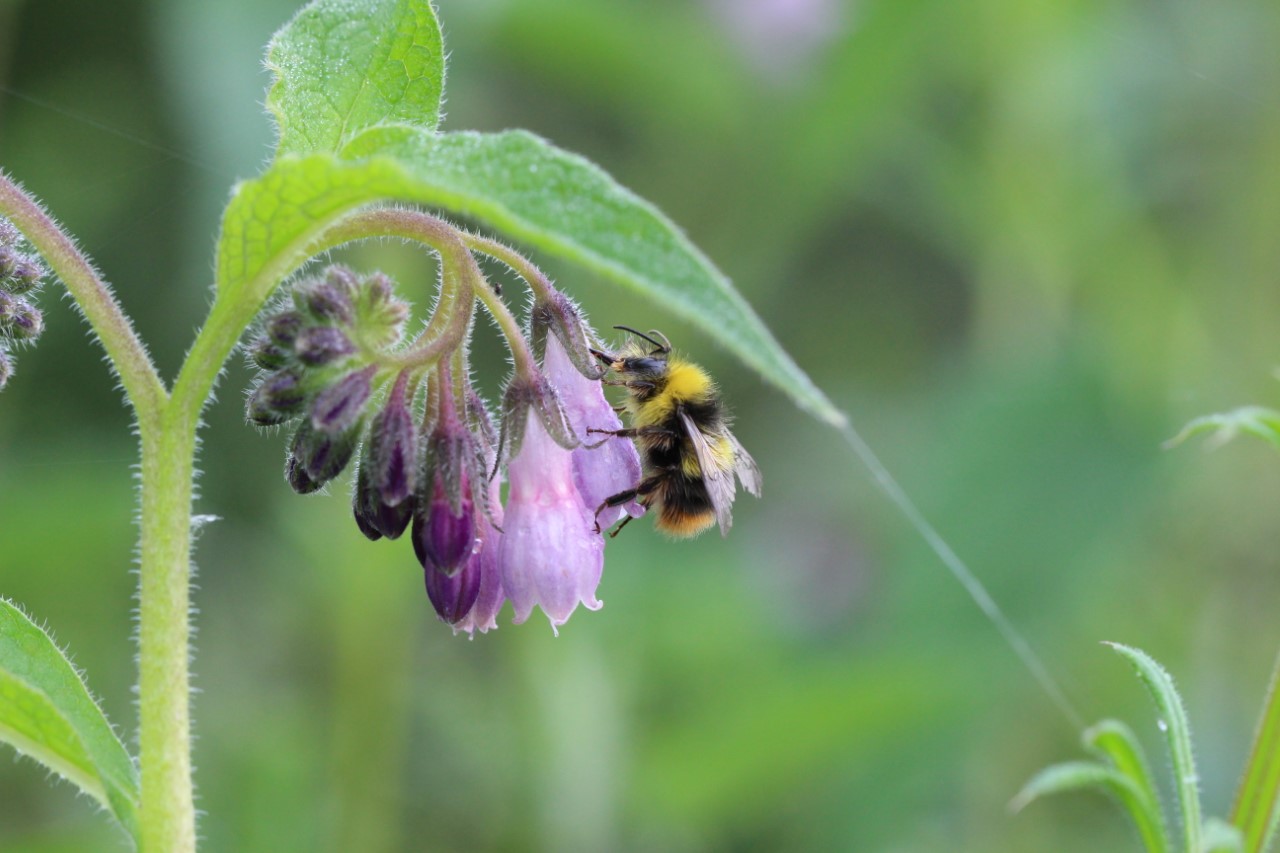 Nectar Robbing - Natural History Society of Northumbria