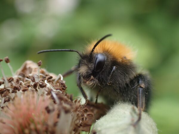 Tree Bumblebee - Natural History Society of Northumbria