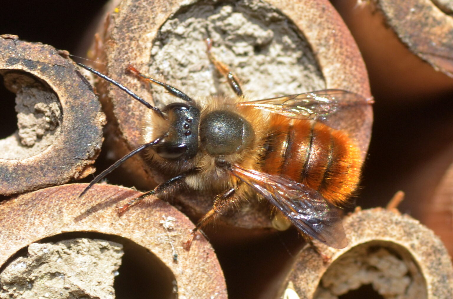 North East Bee Hunt - Natural History Society of Northumbria