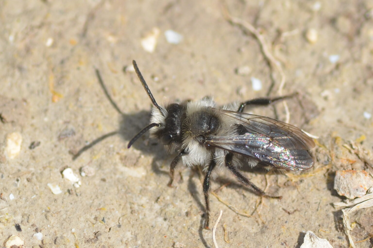 Ashy Mining Bee - Natural History Society of Northumbria