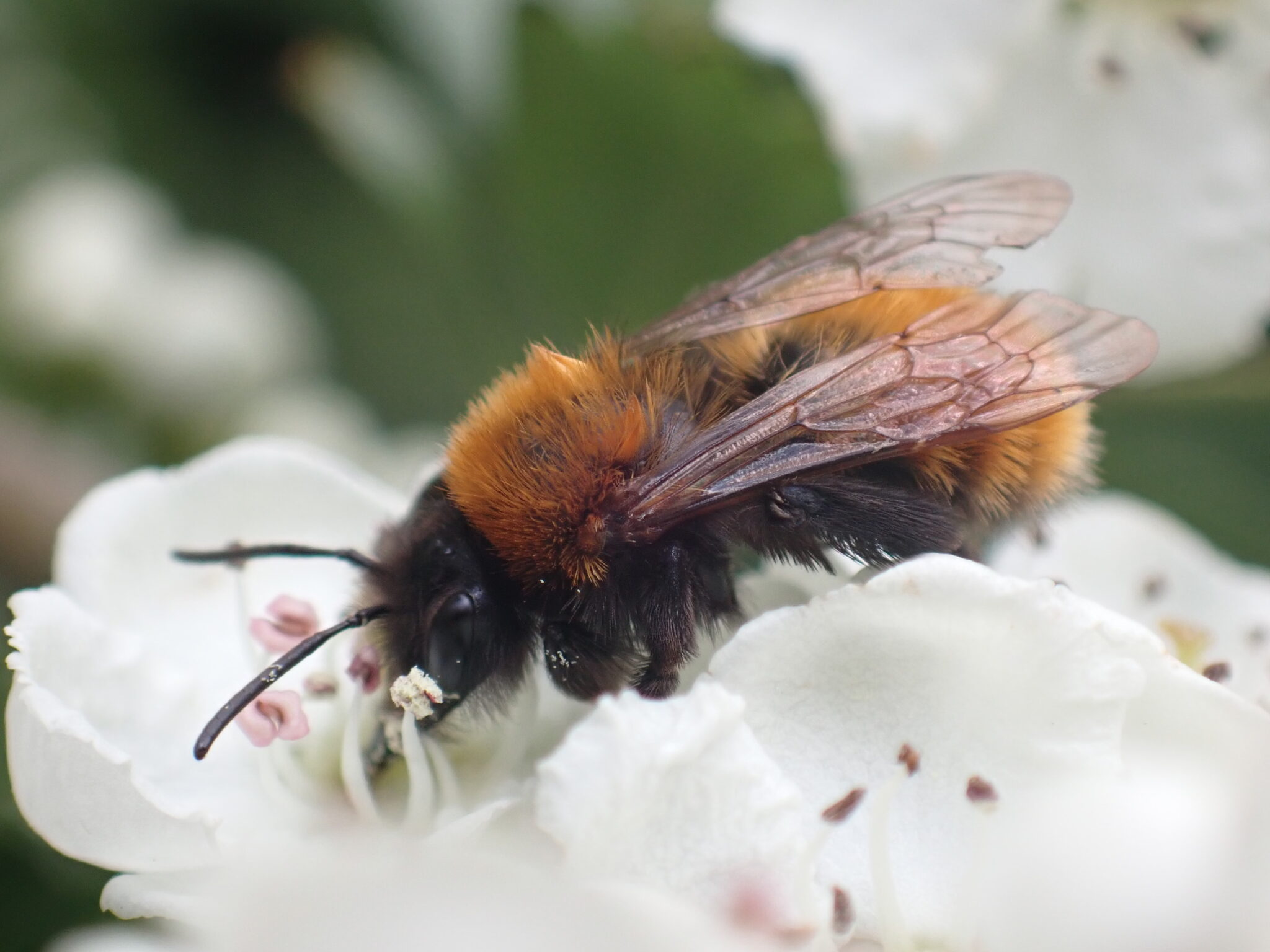 A closer look at three spring mining bees - Natural History Society of ...