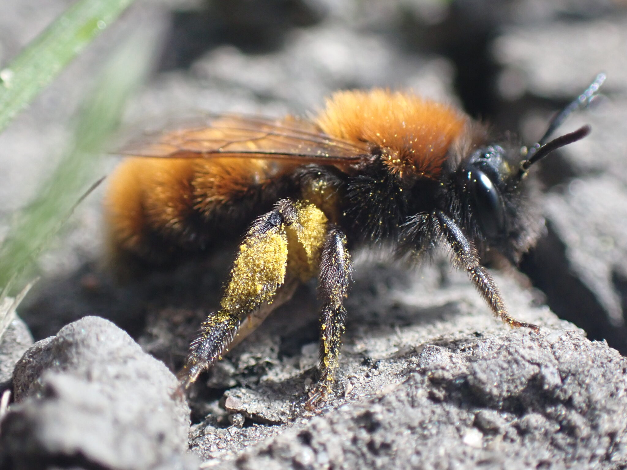 Tawny Mining Bee - Natural History Society of Northumbria