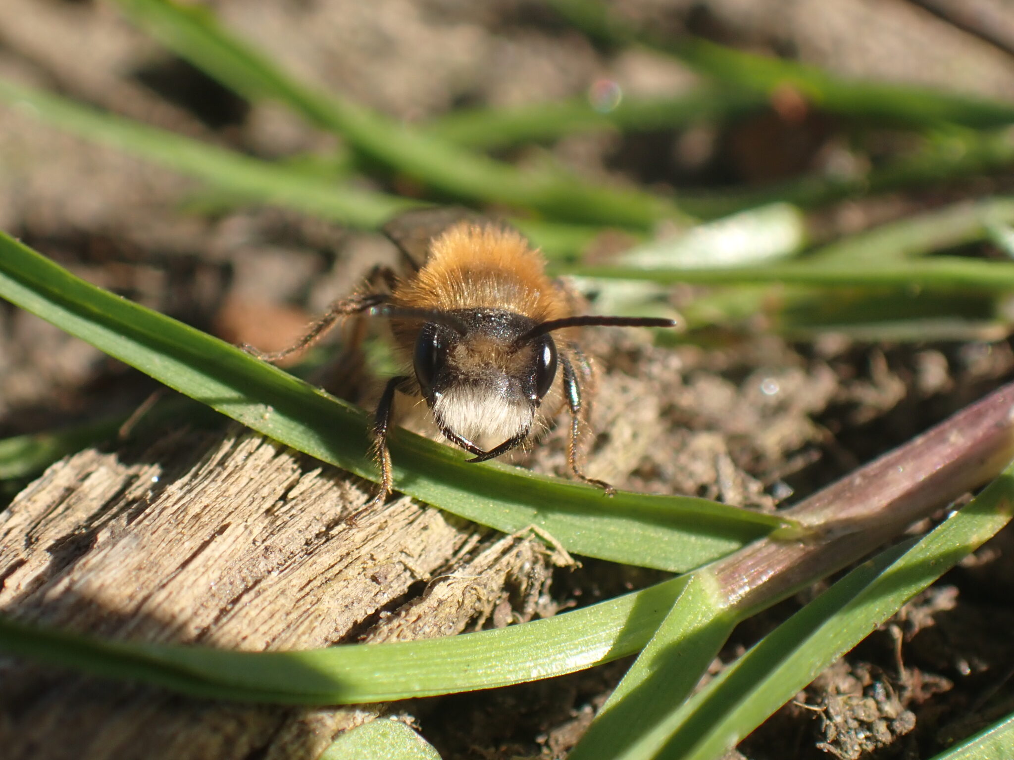 Tawny Mining Bee - Natural History Society of Northumbria