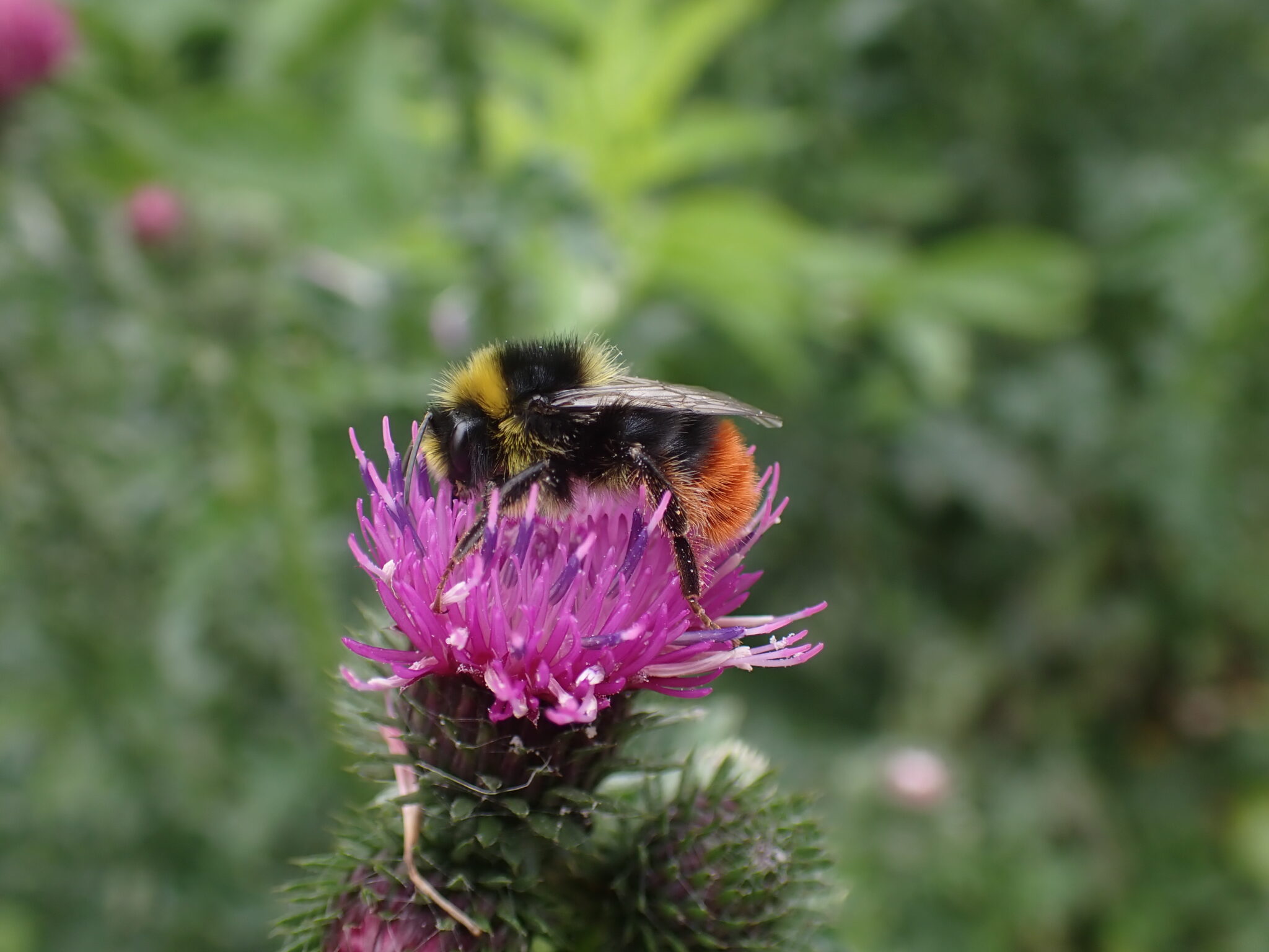 Red-tailed Bumblebee - Natural History Society of Northumbria