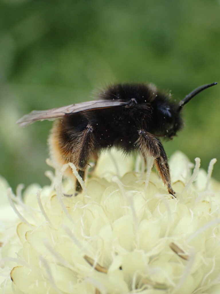 Red-tailed Cuckoo Bee - Natural History Society of Northumbria
