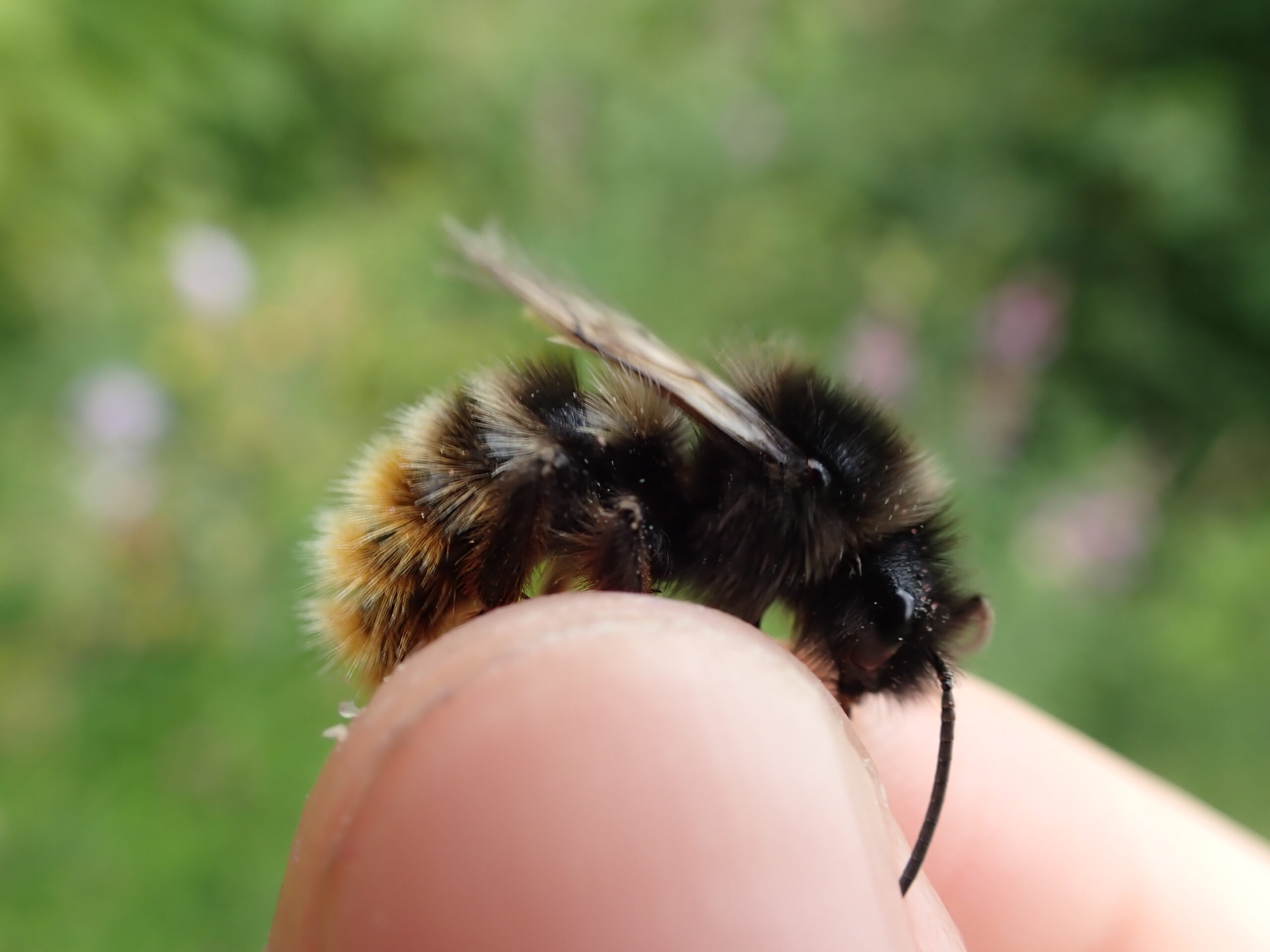 Red-tailed Cuckoo Bee - Natural History Society of Northumbria
