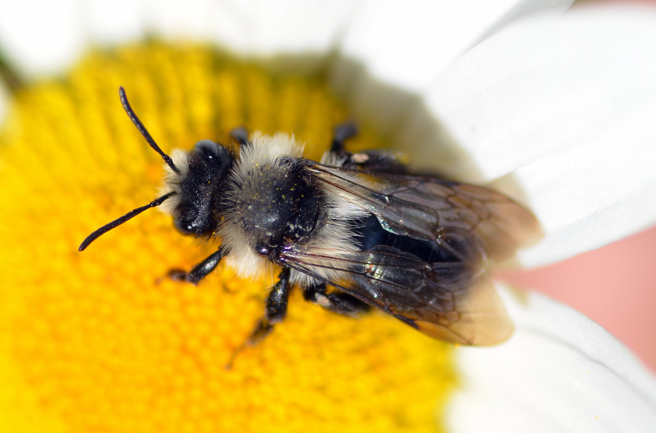 Ashy Mining Bee - Natural History Society of Northumbria