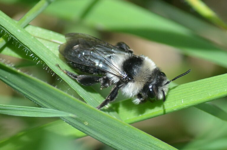 Ashy Mining Bee - Natural History Society of Northumbria