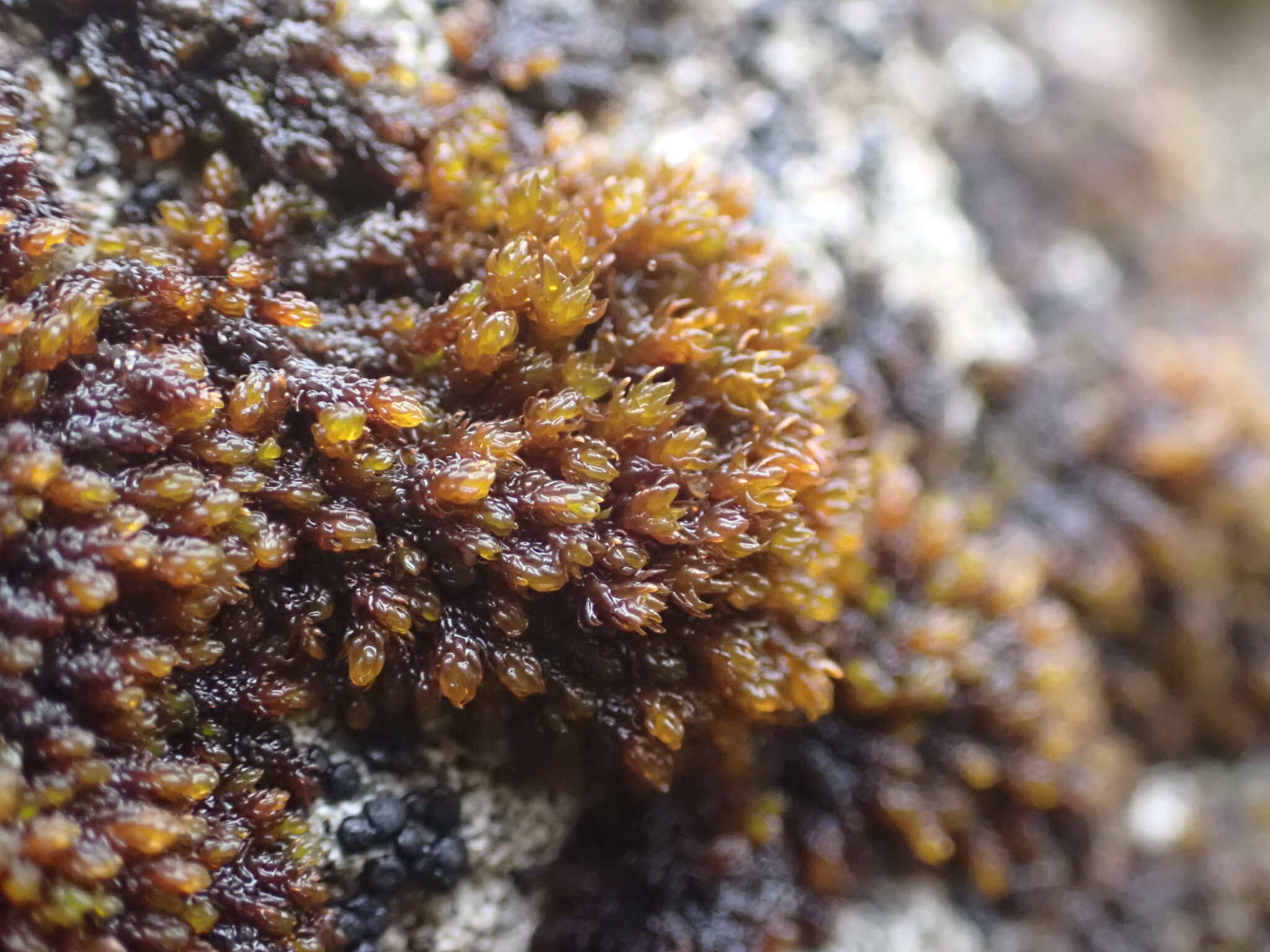 The Hidden World of Bryophytes in the North East - Natural History ...