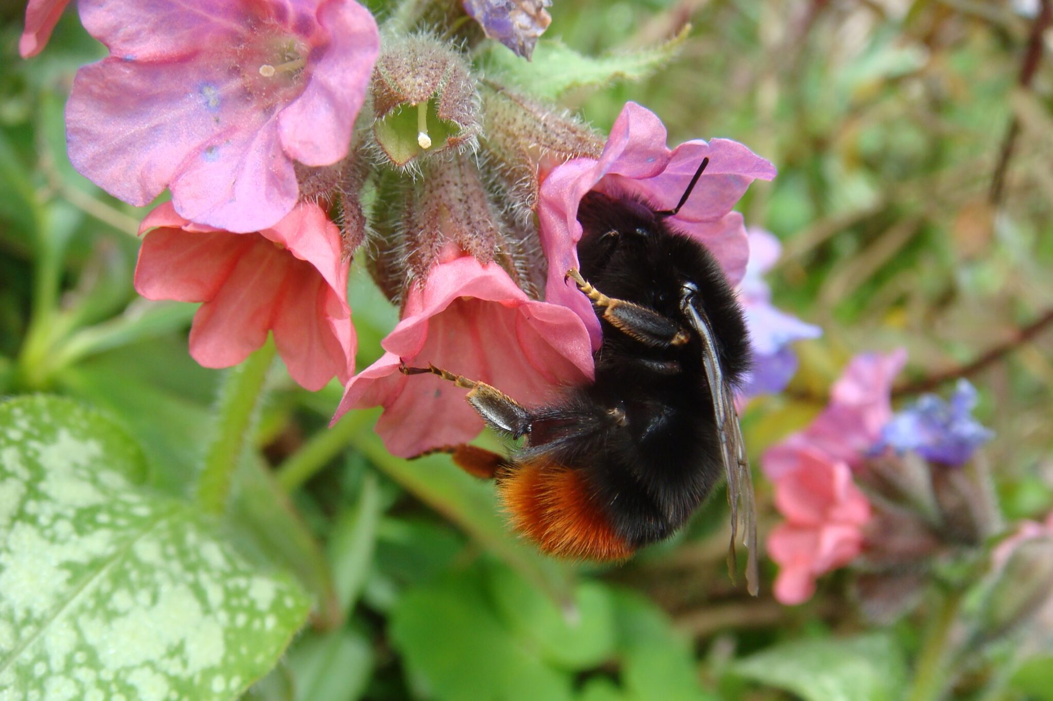 Get To Know Your Red Tailed Bumblebees Natural History Society Of