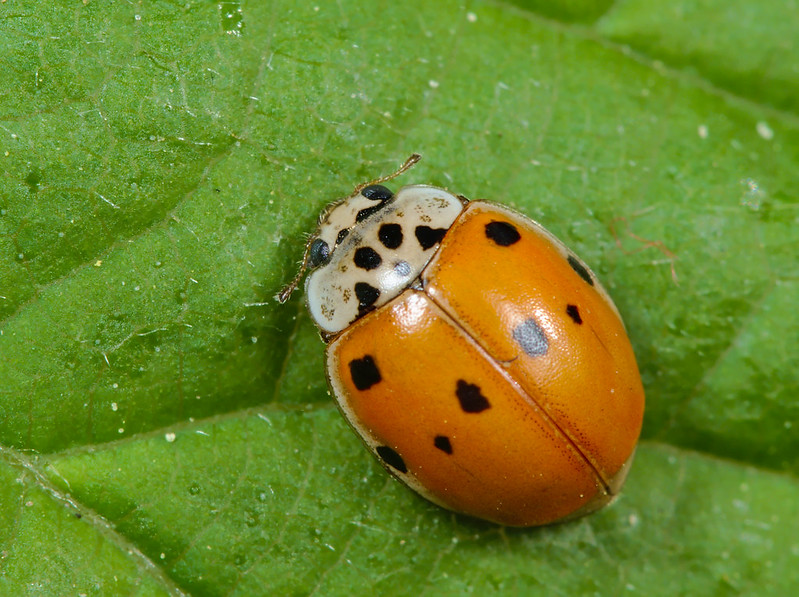 Identifying Ladybirds: Anatomy & Life Cycle