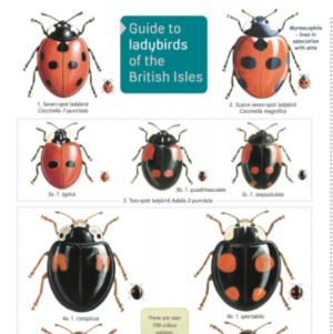 Identifying Ladybirds: Resources - Natural History Society of Northumbria
