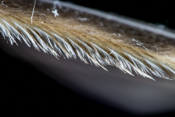 The Secrets of Owl Feathers - Natural History Society of Northumbria