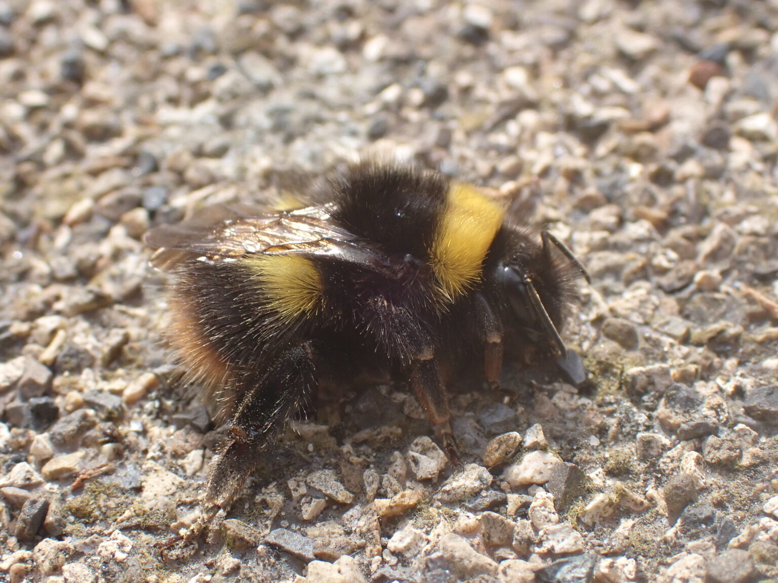 Get to know your Red-tailed Bumblebees - Natural History Society of ...