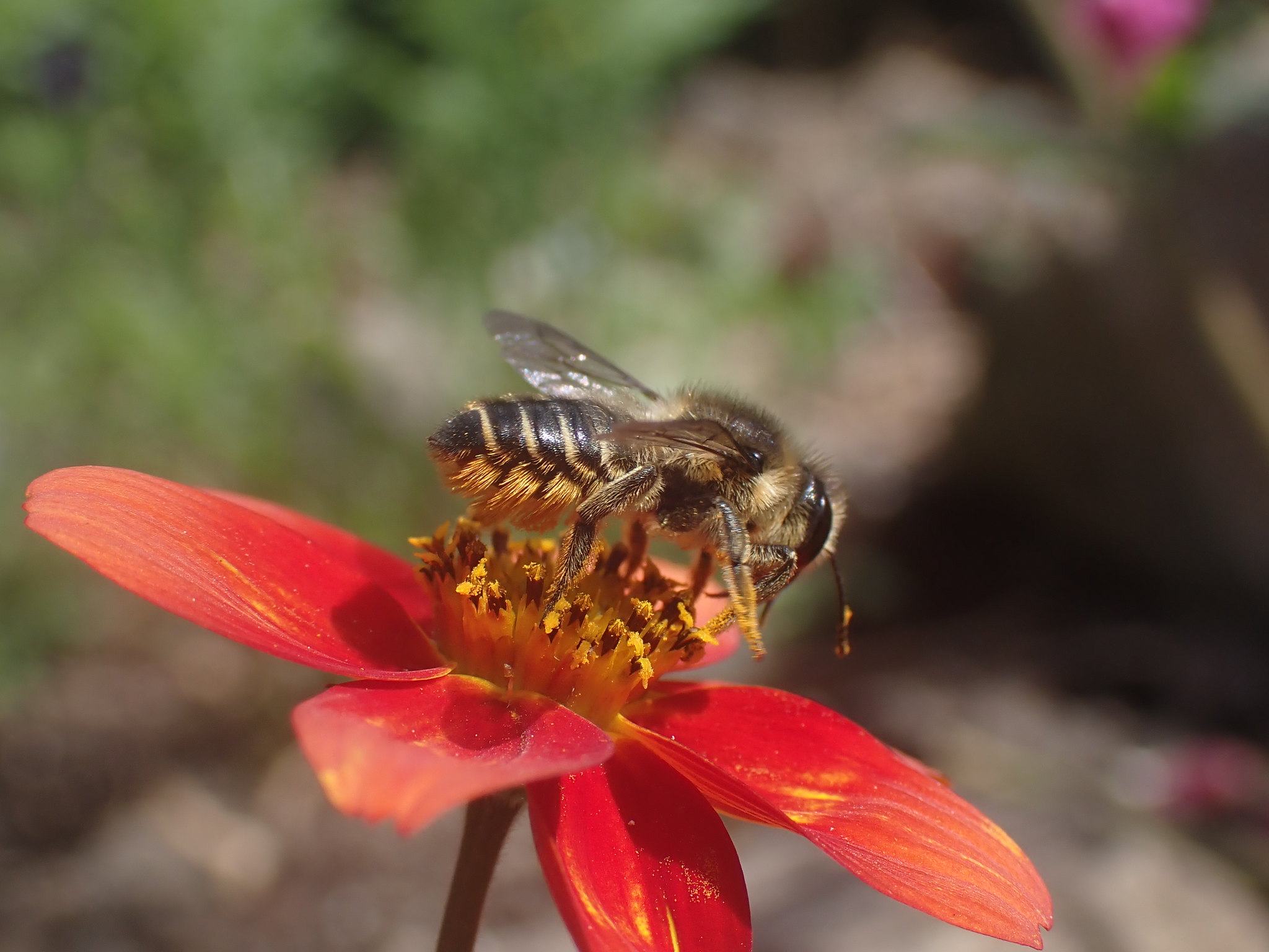 Discover Leafcutter Bees - Natural History Society of Northumbria