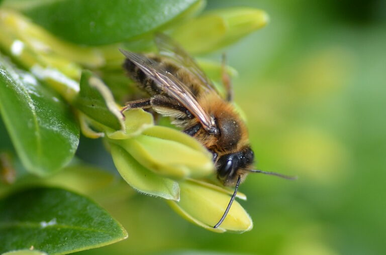 A closer look at three spring mining bees - Natural History Society of ...