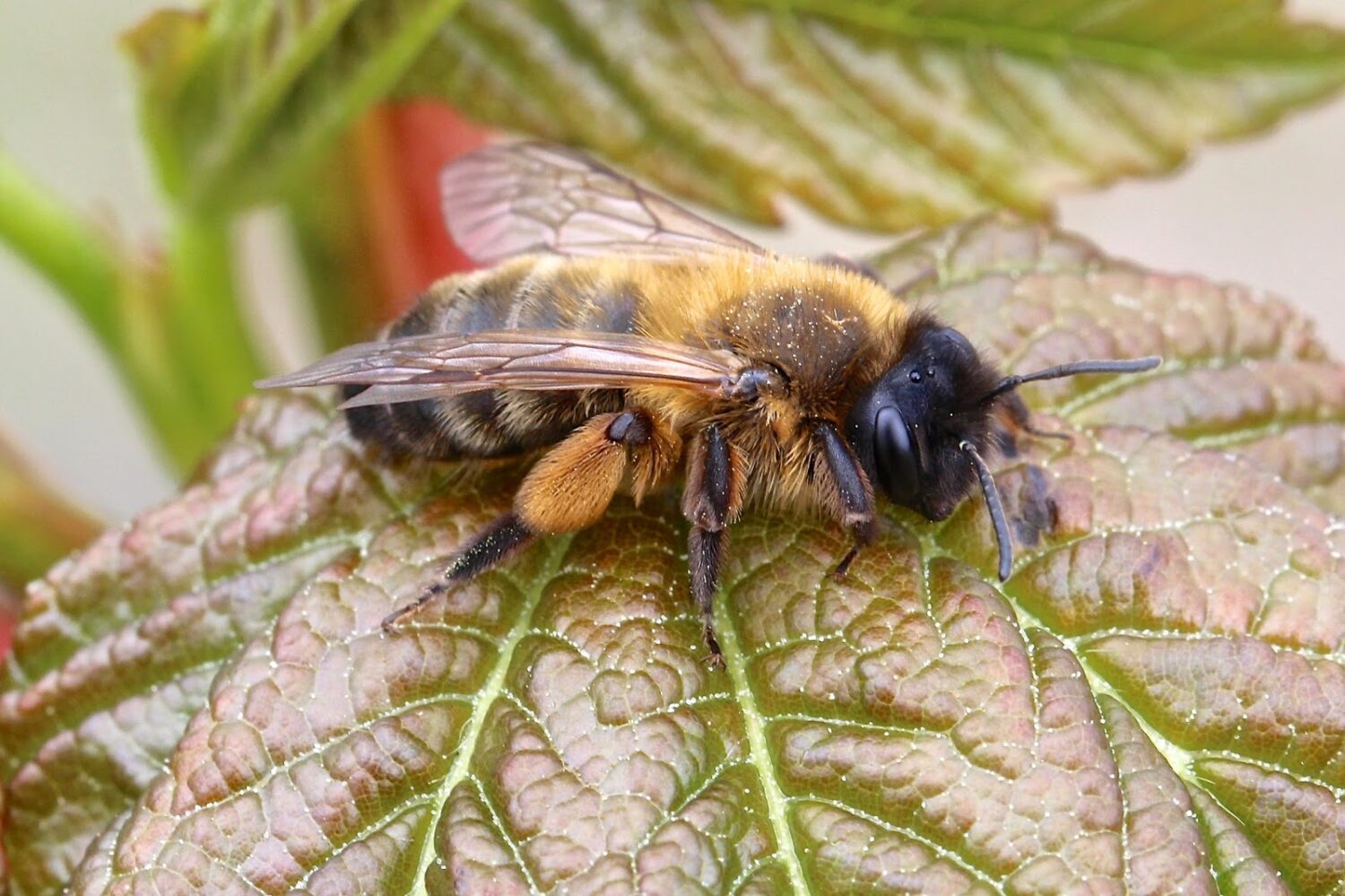 A closer look at three spring mining bees - Natural History Society of ...