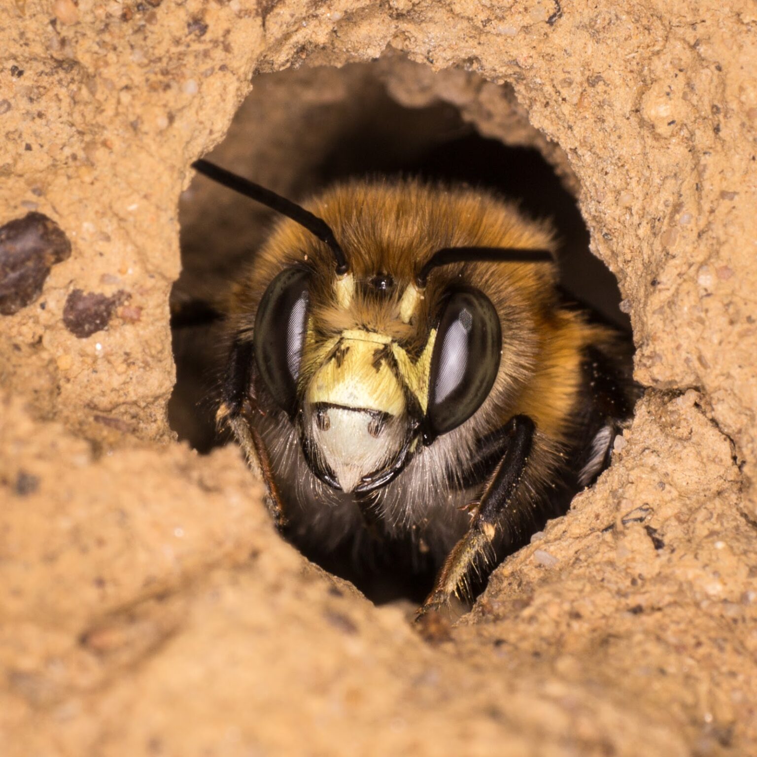 Hairy-footed Flower Bee - Natural History Society of Northumbria