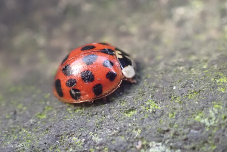 Eyed Ladybird - Natural History Society of Northumbria